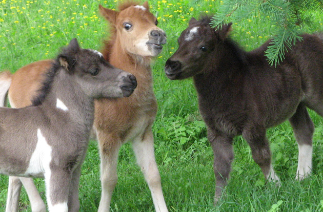 Miniatiūriniai arkliai - Arkliai.com