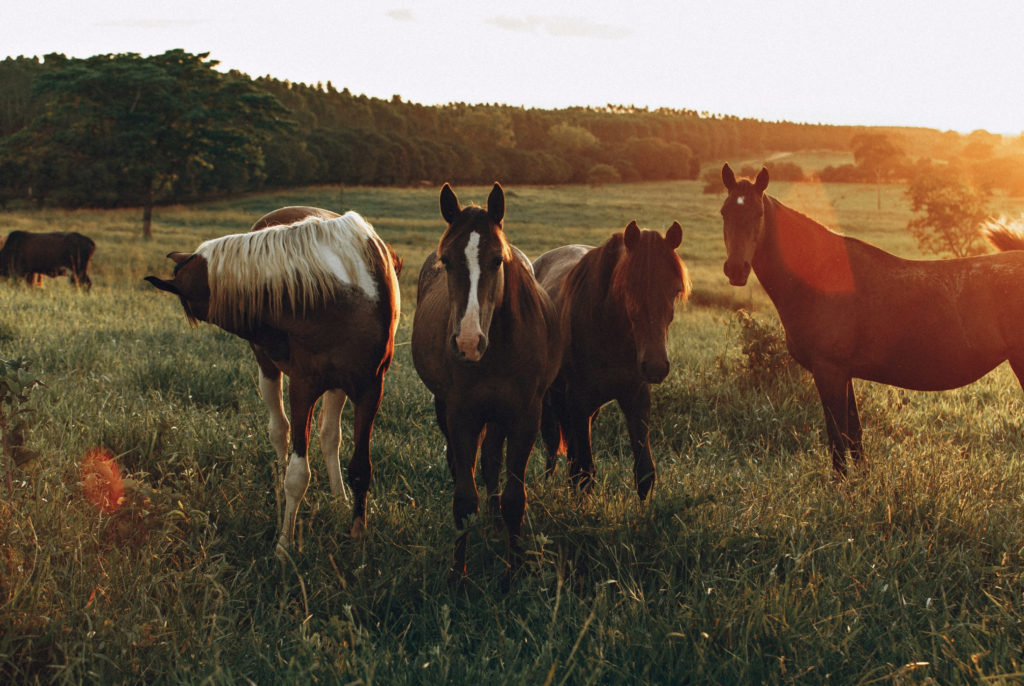 Arklių veislės - Arkliai.com